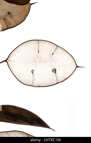 Backlit Honesty seed pods Stock Photo - Alamy