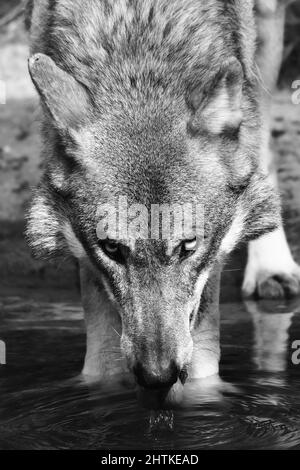 A beautiful wolf drinking water from the bowl in the zoo Stock Photo ...
