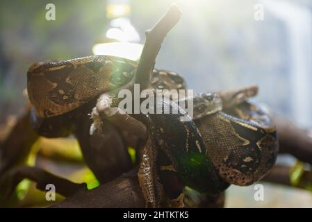 African rock python resting in the zoo Stock Photo - Alamy
