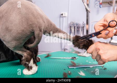 Cat grooming in pet beauty salon. The barber uses a trimmer to trim the ...