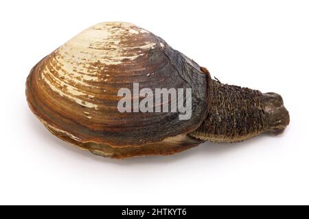 Mirugai(Japanese horse clam) is a high class ingredient used in sushi ...