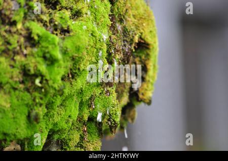 Green moss and melting snow, natural found still-life in spring Stock ...