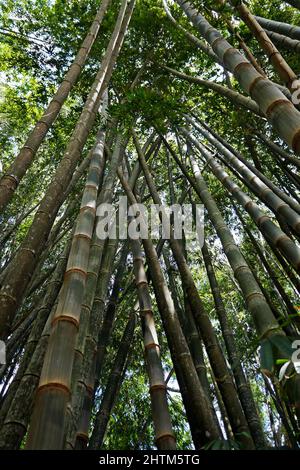 Bamboo Forest - Botanic Garden Rio de Janeiro, Brazil Stock Photo - Alamy