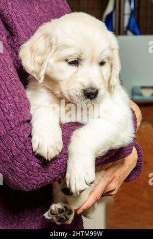Six week old Platinum, or Cream colored Golden Retriever puppy playing ...