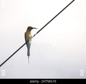A low angle shot of a red-tailed hawk and a raven flying on a gloomy ...