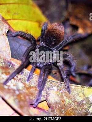Amazon River: Tarantula spider in the Amazon Rainforest near Manaus ...