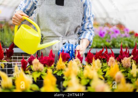 Female professional florist pouring water on blossom flowers cultivated ...