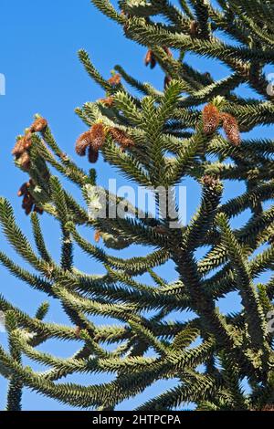 Closeup of a branch of a monkey puzzle tree Stock Photo - Alamy
