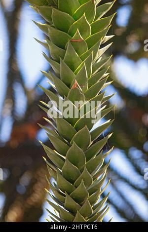 Closeup of a branch of a monkey puzzle tree Stock Photo - Alamy