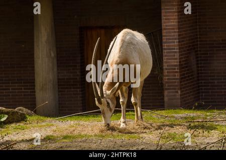 Closeup shot of scimitar oryx in berlin zoo Stock Photo - Alamy