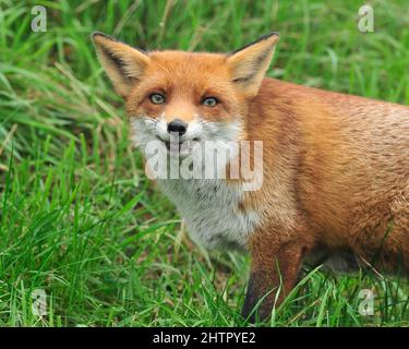 Snarling Red Fox Stock Photo - Alamy