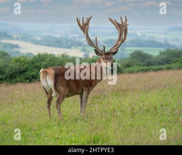 Red Deer stag alert and facing front in Autumn with golden grasses ...
