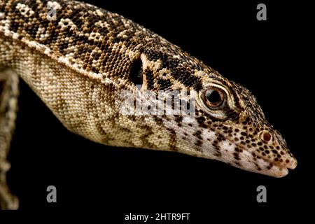 Peacock monitor (Varanus auffenbergi) lizard head close up or the ...