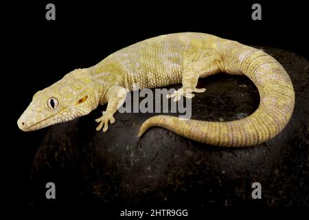 The Large-scaled chameleon gecko (Eurydactylodes symmetricus) is an ...