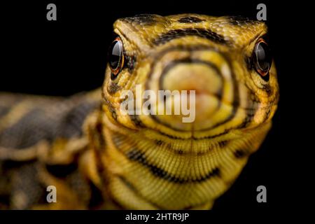 The yellow-headed water monitor (Varanus cumingi). It is a large ...