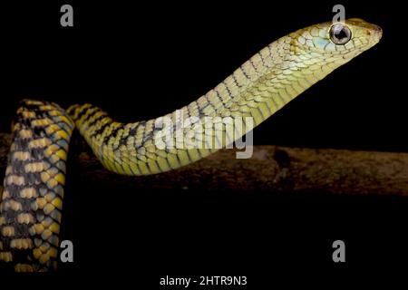 Western Black Tree Snake (Thrasops occidentalis Stock Photo - Alamy