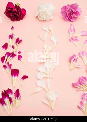Three mini carnation with falling petals on pink blush background Stock ...