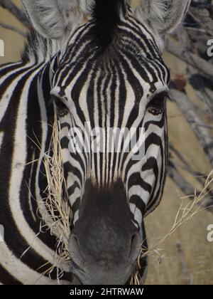 Closeup of a zebra standing in the Namibian savannah and looking ...