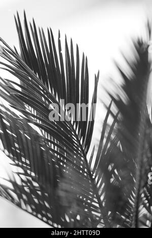 Grayscale closeup of Palm branch Stock Photo - Alamy