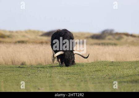 Highland cattle (Bos taurus) adult standing on a hill, Argyll, Scotland ...