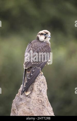 A Lugger Falcon Stock Photo - Alamy