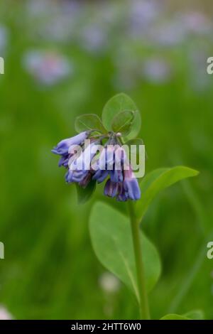 Virginia bluebells flowers in bloom in early Spring Stock Photo - Alamy