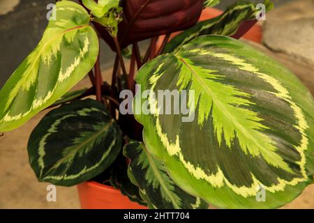 Beautiful and colorful Calathea Mix plants in the garden Stock Photo ...