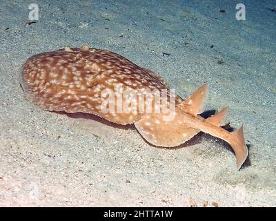 A Marbled Torpedo Ray (Torpedo marmorata) in the Red Sea, Egypt Stock ...