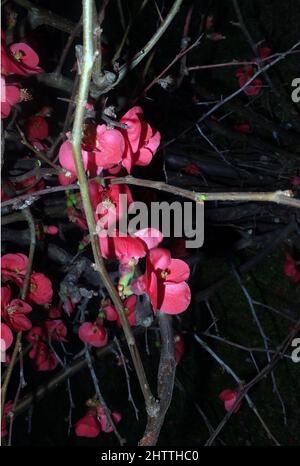 Cydonia flowering close-up in Sardinian garden Stock Photo - Alamy