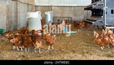 Chickens in poultry house equipped with feeding troughs and hatchery ...