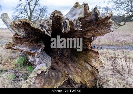Uprooted dead tree with a huge hole Stock Photo - Alamy
