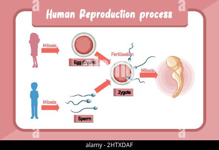 Human Reproduction process infographic illustration Stock Vector Image ...