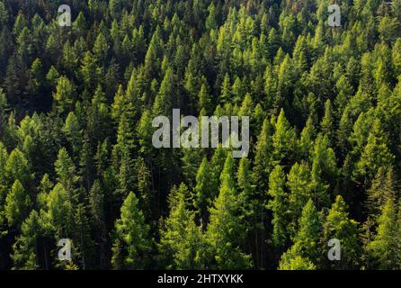 Coniferous forest, larch and spruce forest near Soelden, Oetztal ...