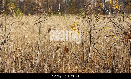 Withered yellow grass in the swamp in autumn. Trees with yellow foliage ...