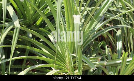 Kewra(Pandanus) flower(Thazhampoo) it is greenery natural Stock Photo ...