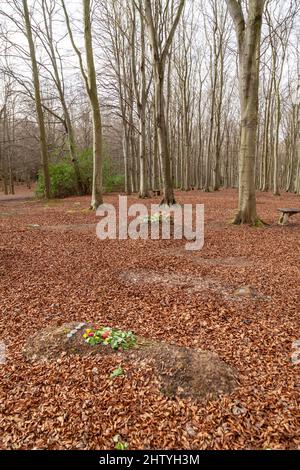 Beech Trees, Binning Memorial Wood, Tyninghame, East Lothian Stock ...