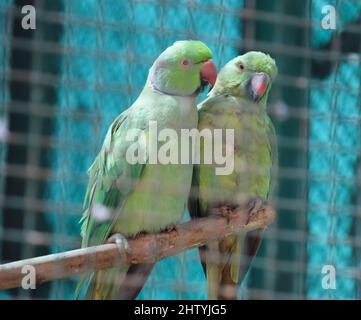 a lovely parrot in the outdoor Stock Photo - Alamy