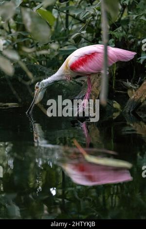 Roseate Spoonbill (Platalea ajaja) female, Florida Stock Photo - Alamy