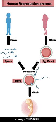 Diagram showing human reproduction process illustration Stock Vector ...