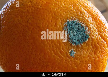 Moldy orange fruit close up. Rotten orange. Concept of wasting food ...