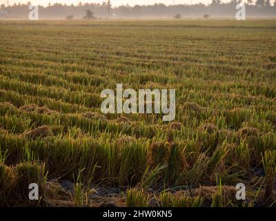 Harvested Paddy in Paddy field of Malaysia Stock Photo - Alamy