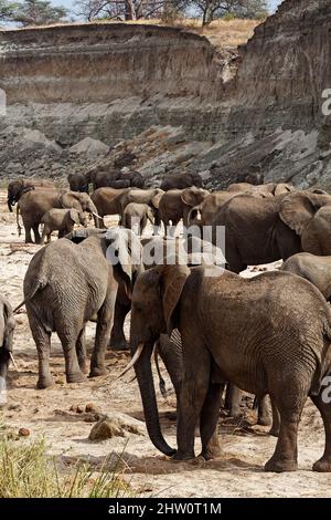 Elephants the largest land animals Stock Photo - Alamy