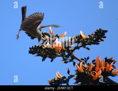 A bird collects nectar from flowers on trees. Agartala. Tripura, India ...