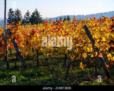 Viniculture near Koeszeg in Western Transdanubia close to the austrian ...