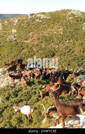 Rove Goat, a Domestic Breed from the South East of France Stock Photo ...