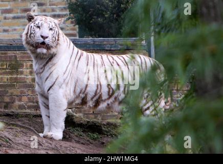 white Tiger, Beauval zoo, france Stock Photo - Alamy