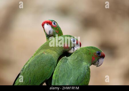 South America, Mitred Parakeet (Psittacara mitratus), bioparc of Doue ...