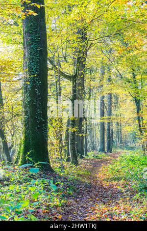 France, Allier, forest of Moladiers towards Moulins, common hornbeam ...