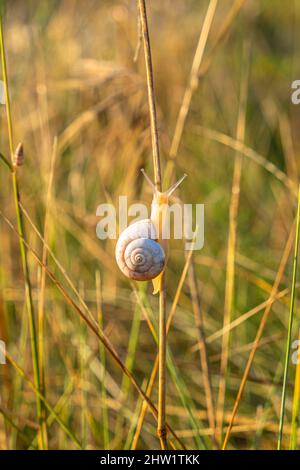 White garden snail or Sand hill snail or White Italian snail or ...