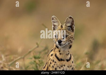 Female Serval (Leptailurus serval) in the savannah, Masai Mara National ...
